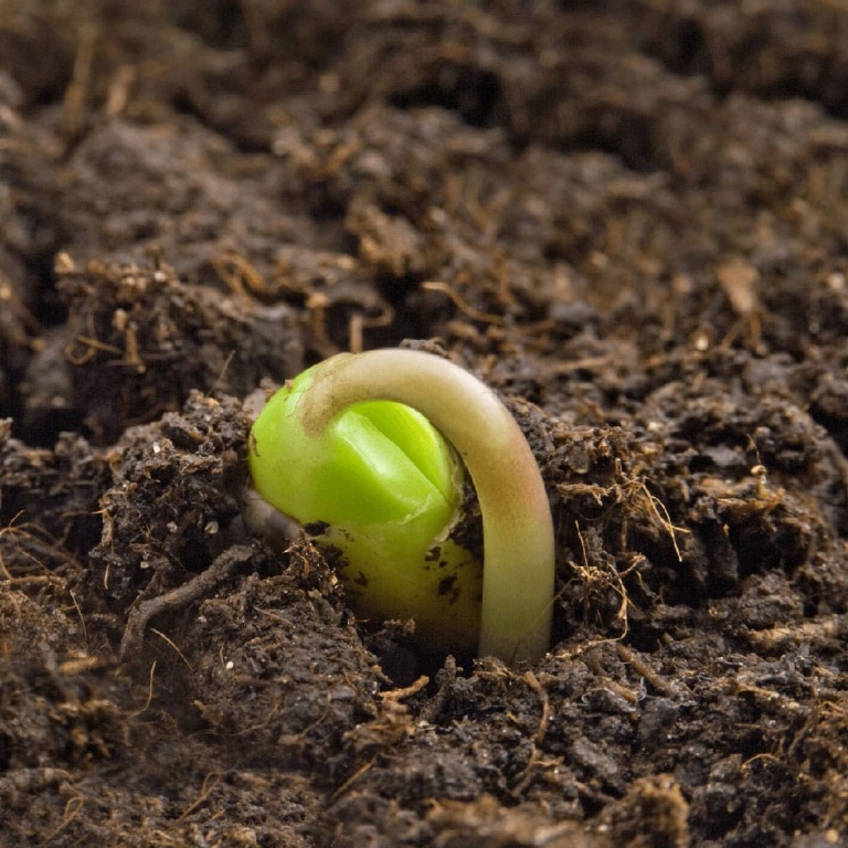 Seedling Supstrat 70 L - Hidroponika